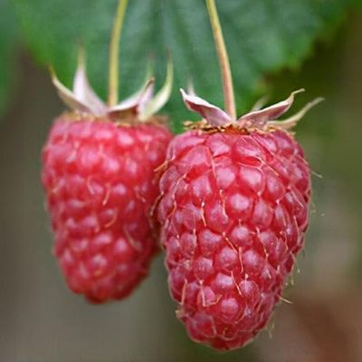 sugana raspberry canes