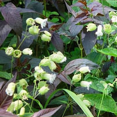 silene maritima alba