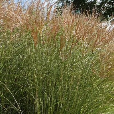 miscanthus sinensis strictus problems