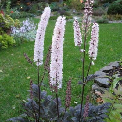 actaea simplex james compton