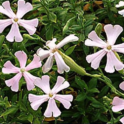 silene maritima alba