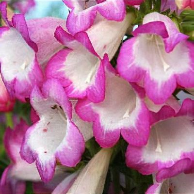 Penstemon 'Pensham Laura'