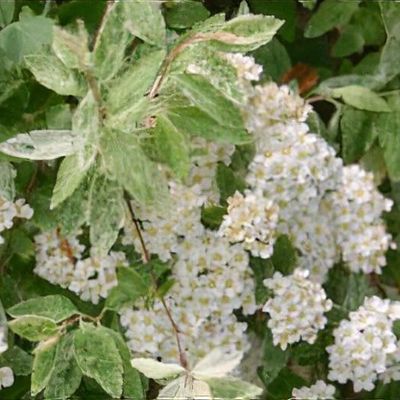 spiraea vanhouttei pruning