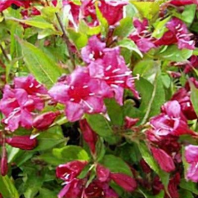 weigela bristol ruby