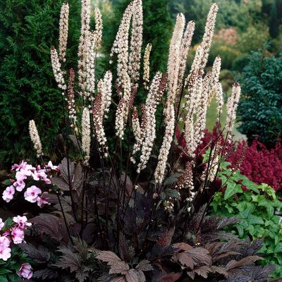 actaea simplex brunette