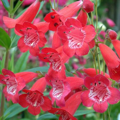 Penstemon 'King George V'