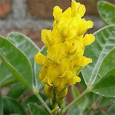 cytisus scoparius pruning