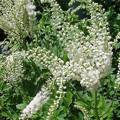 actaea simplex james compton
