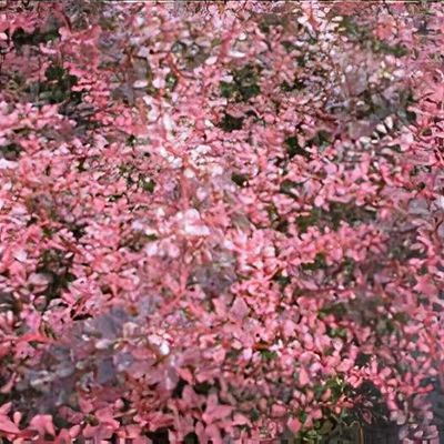 pink leaf berberis