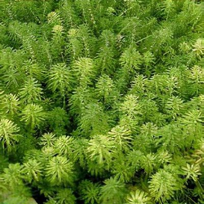 myriophyllum pinnatum
