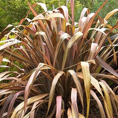 phormium tom thumb size