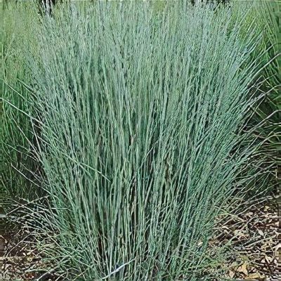 panicum virgatum ruby ribbons