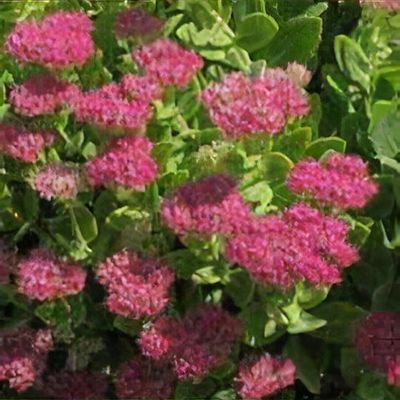 sedum robustum ruby glow