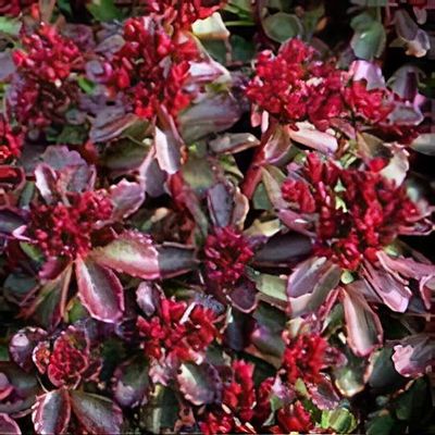 sedum voodoo uk
