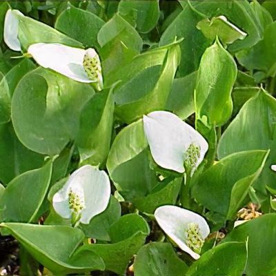Calla palustris