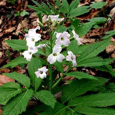 cardamine raphanifolia