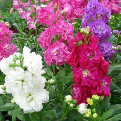 matthiola alba