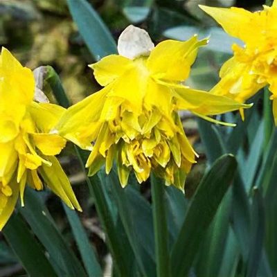 rip van winkle daffodil