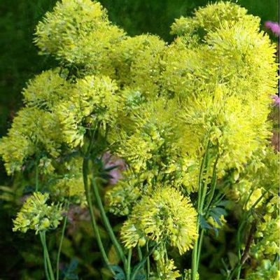 thalictrum diffusiflorum