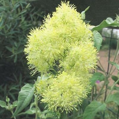 thalictrum decorum