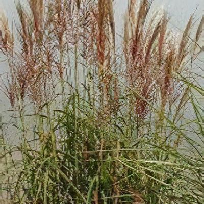 Miscanthus sinensis 'Rotsilber'