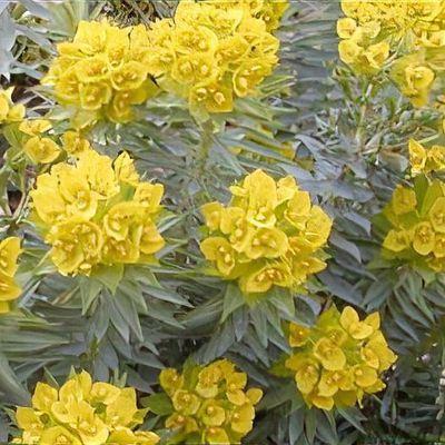 Euphorbia rigida