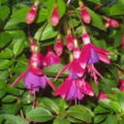 fuchsia 'tom thumb