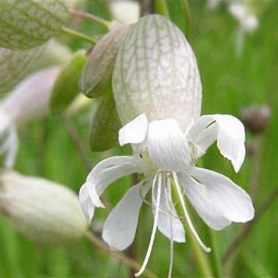 silene maritima alba