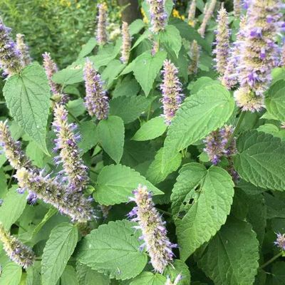 agastache firebird