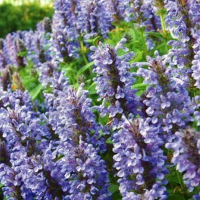 nepeta andre chaudron