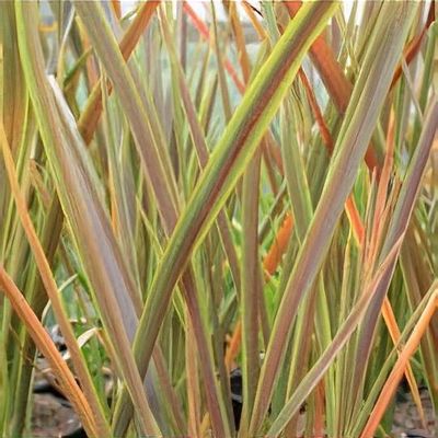 phormium tom thumb size