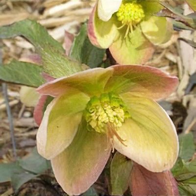 helleborus walberton's ivory prince