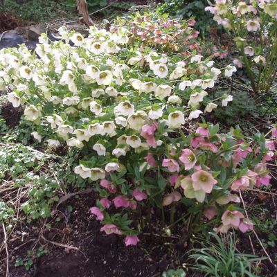 helleborus walberton's ivory prince