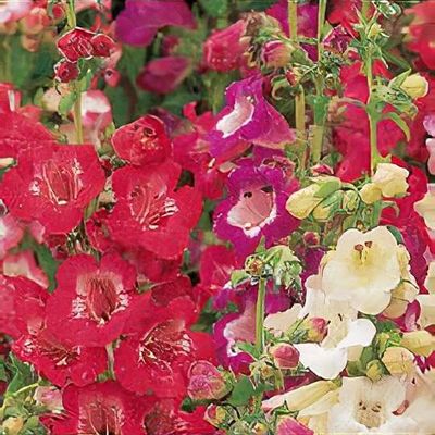 Penstemon Victorian Mix