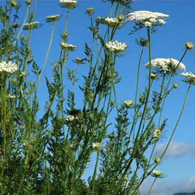 Daucus carota