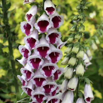 digitalis snow thimble