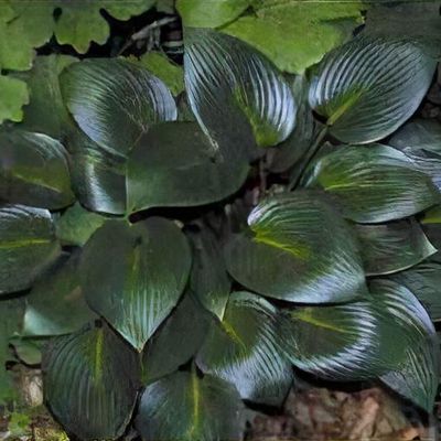 Hosta 'Devon Green'