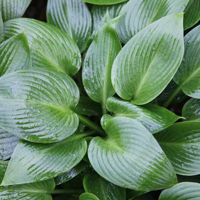 Hosta Devon Green Shoot