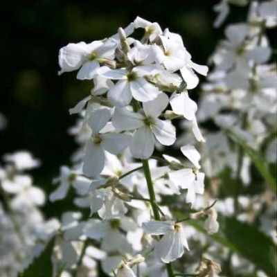 Hesperis matronalis var. albiflora