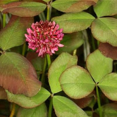 Trifolium repens 'William'