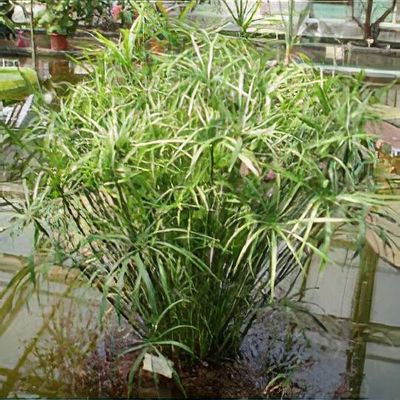 cyperus cyperoides uses