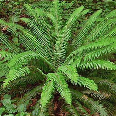 polystichum munitum common name