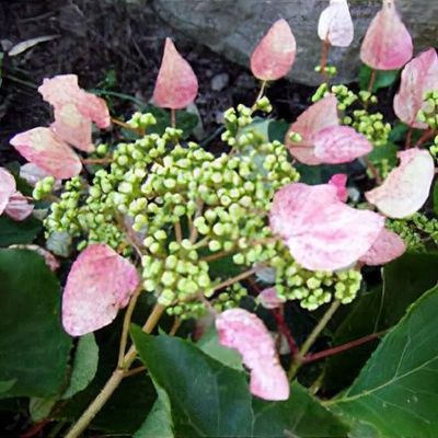 hydrangea roseum