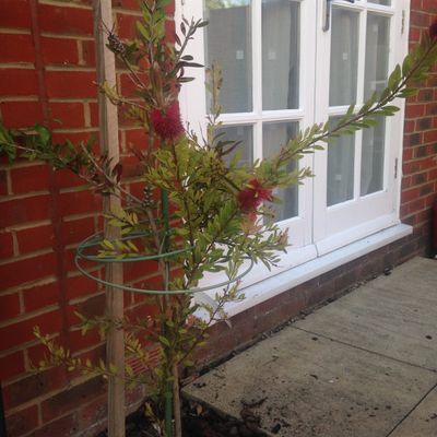 callistemon rigidus pruning