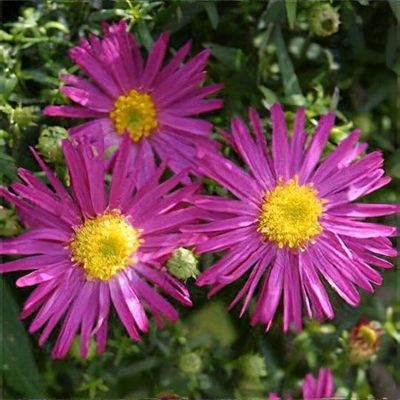 aster rougham purple