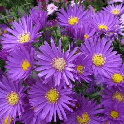 aster ochtendgloren
