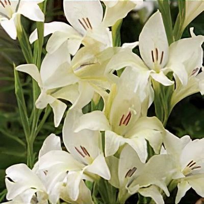 gladiolus halley