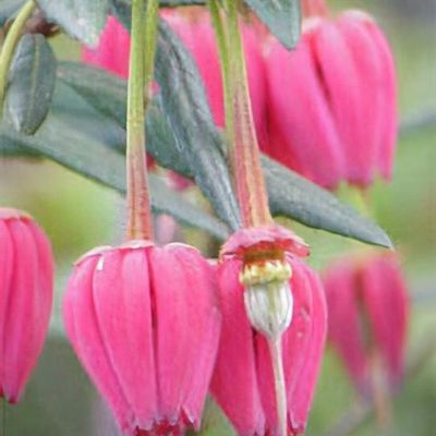 lantern tree cuttings