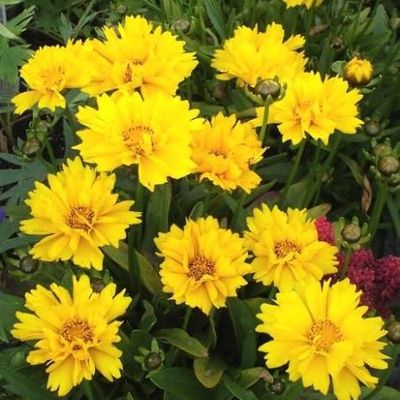 coreopsis calypso