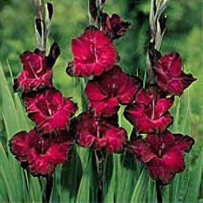 gladiolus cindy